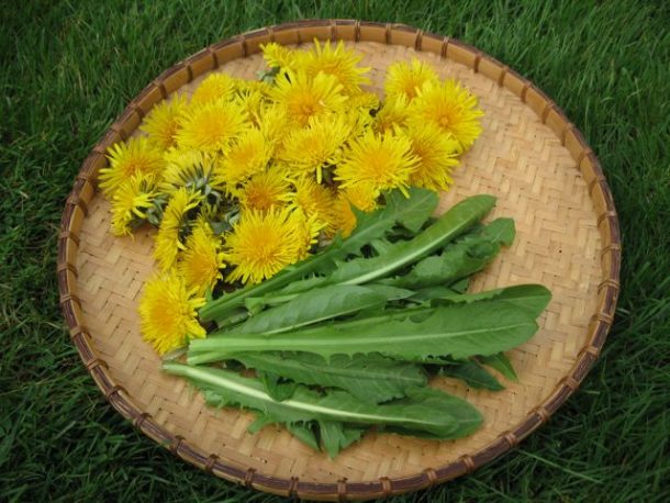 Dandelion — Elise Krohn | Wild Foods and Medicines